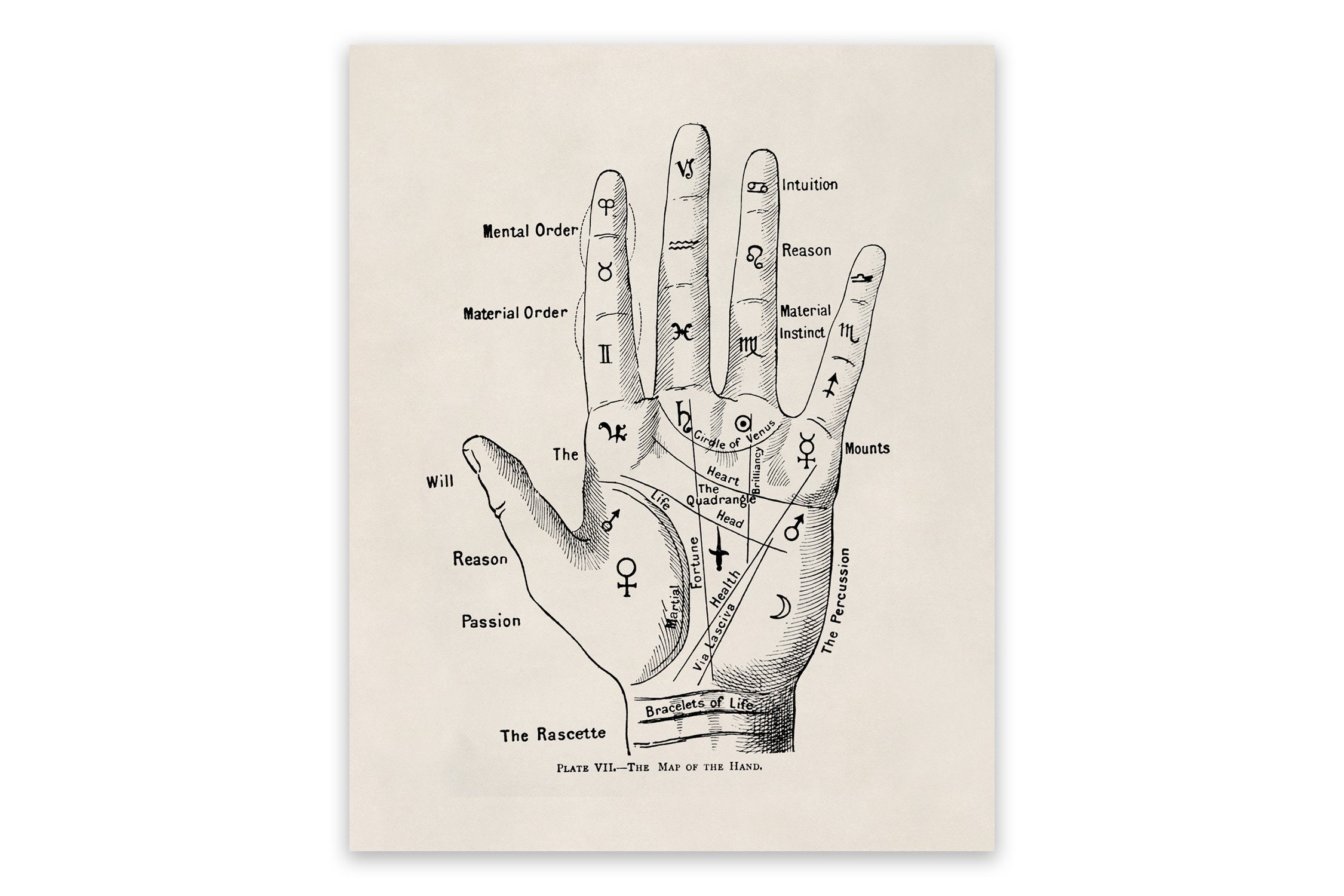 Palmistry Diagram