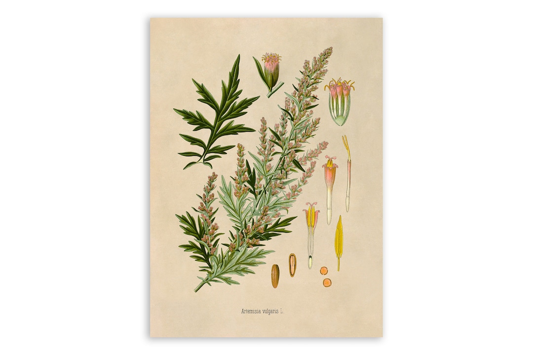 Mugwort Plant Print, Medicinal Plants Botanical Illustration, Vintage ...