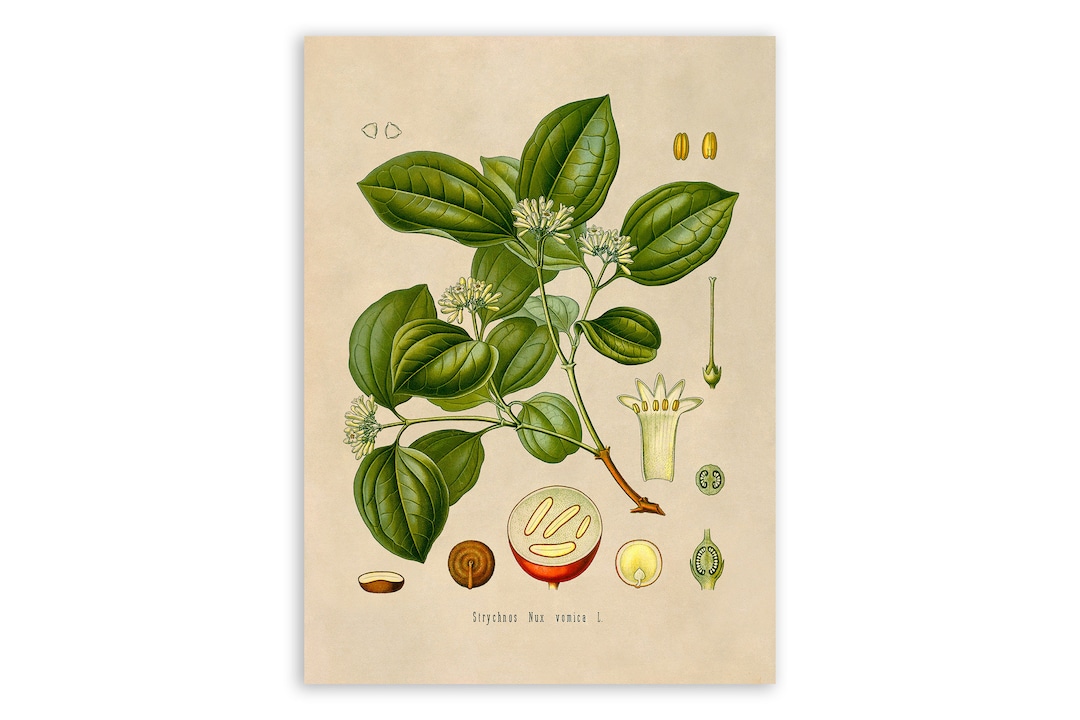 Strychnine Tree Plant Print, Medicinal Plants Botanical Illustration ...