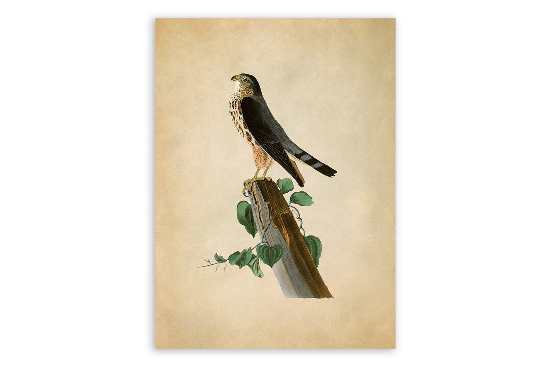 Merlin Falcon Bird Print, Vintage Style Audubon Poster, Birds of ...