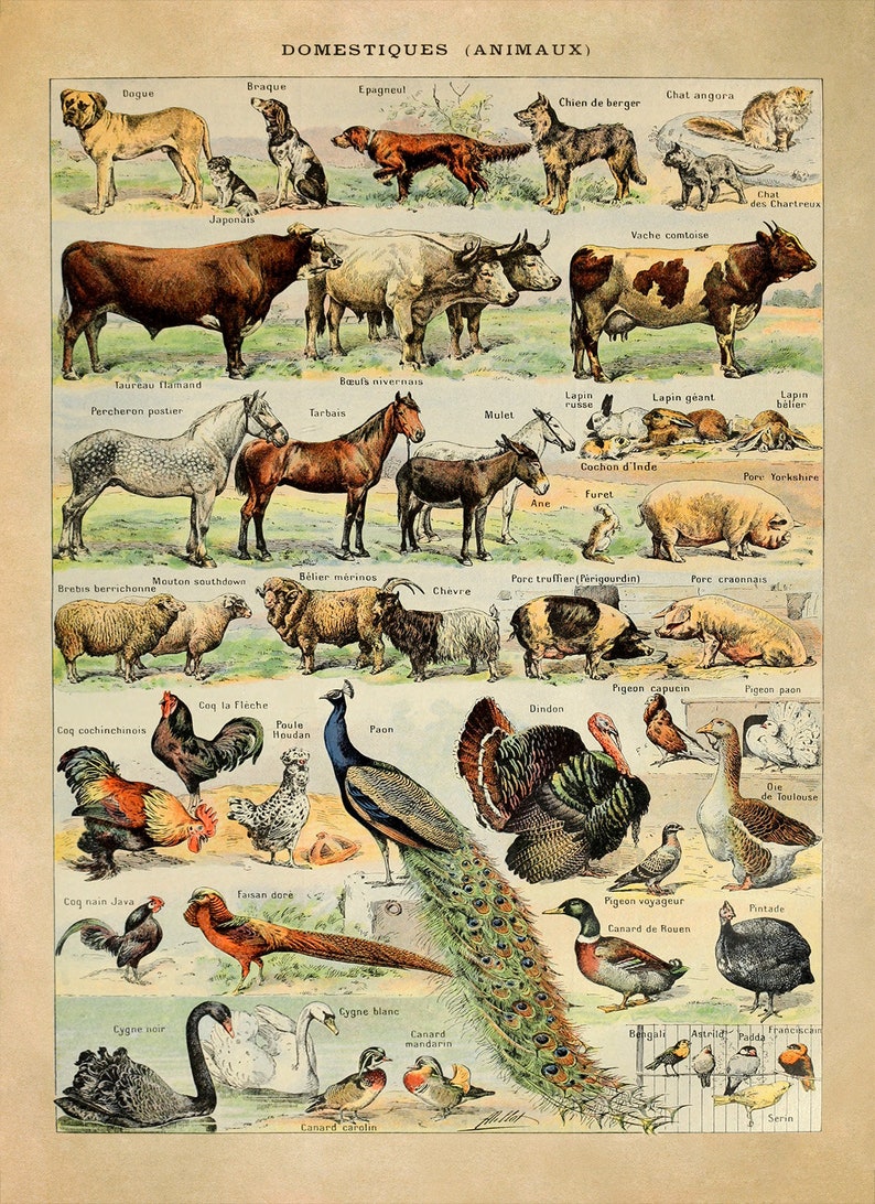 Vintage Farm Animals Chart Poster: Adolphe Millot Illustration, AM05 - Etsy