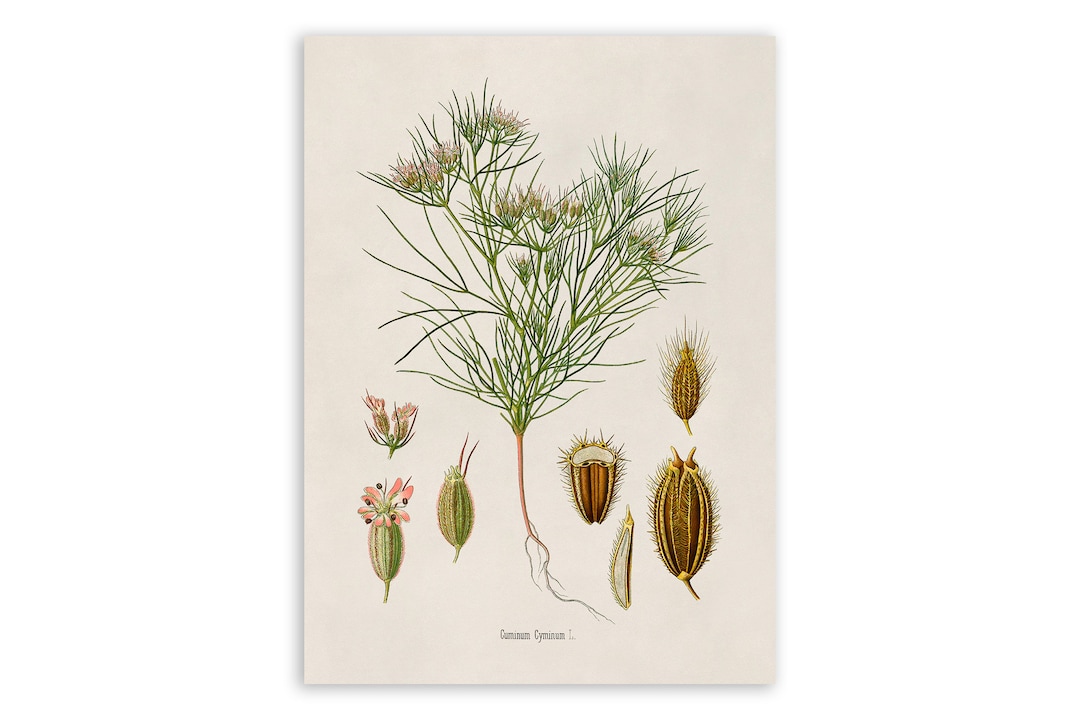 Cumin Plant Print, Medicinal Plants Botanical Illustration, Vintage ...