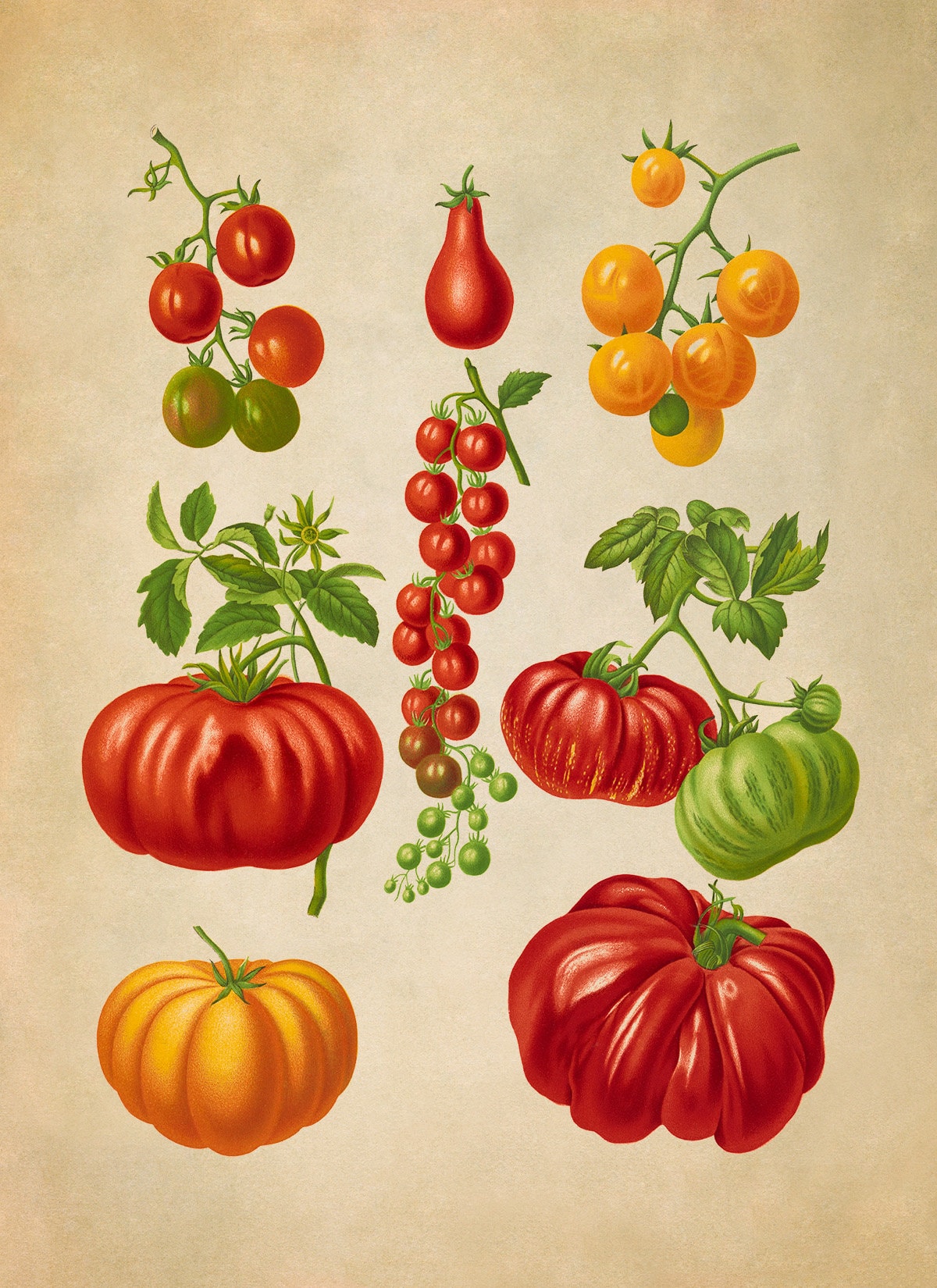 Vintage Tomato Illustrations