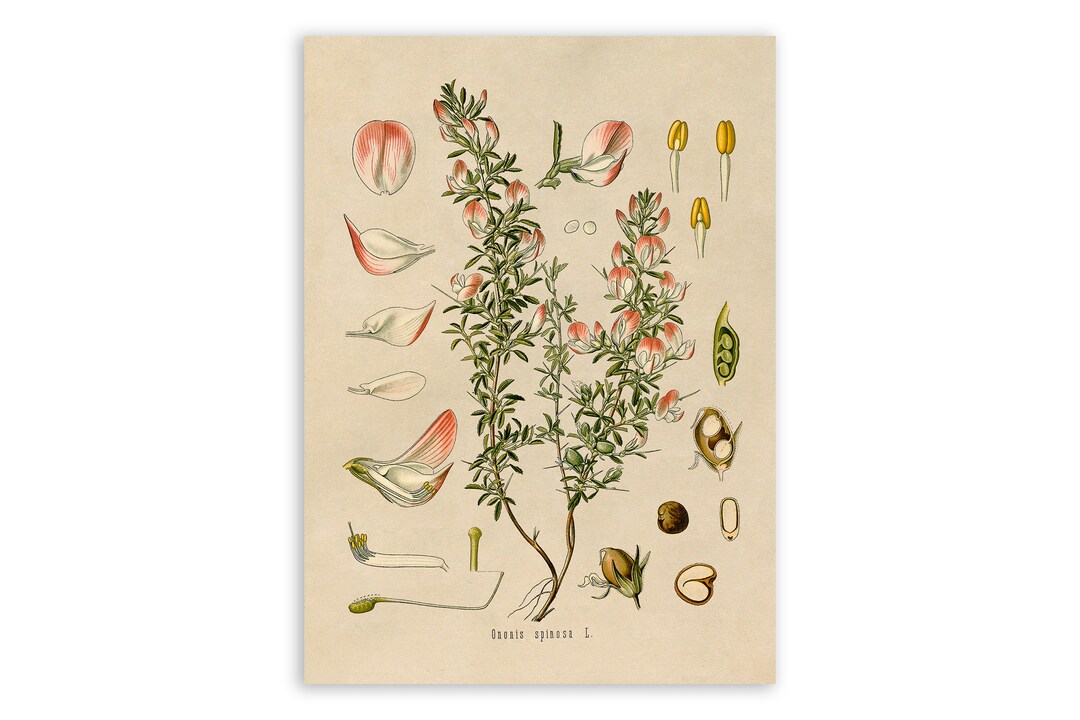 Spiny Restharrow Plant Print, Medicinal Plants Botanical Illustration ...