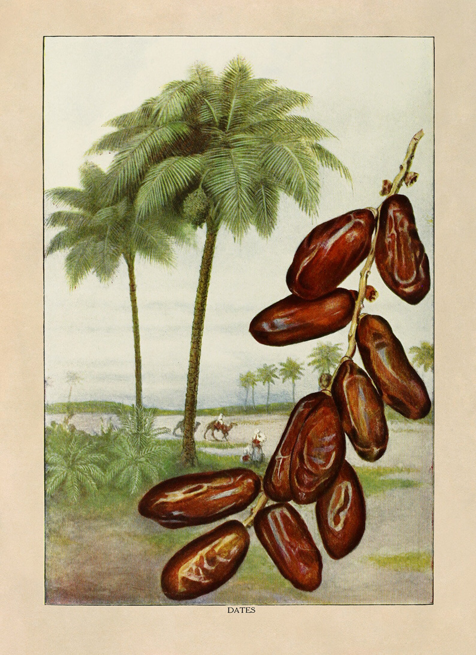 Dates Tree Print, Old Date Fruit Illustration, Kitchen Decor Poster ...