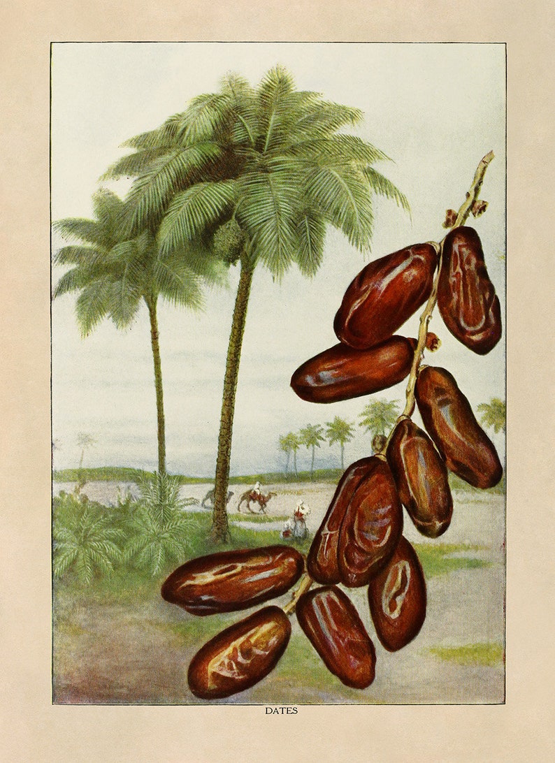 Dates Tree Print Old Date Fruit Illustration Kitchen Decor | Etsy