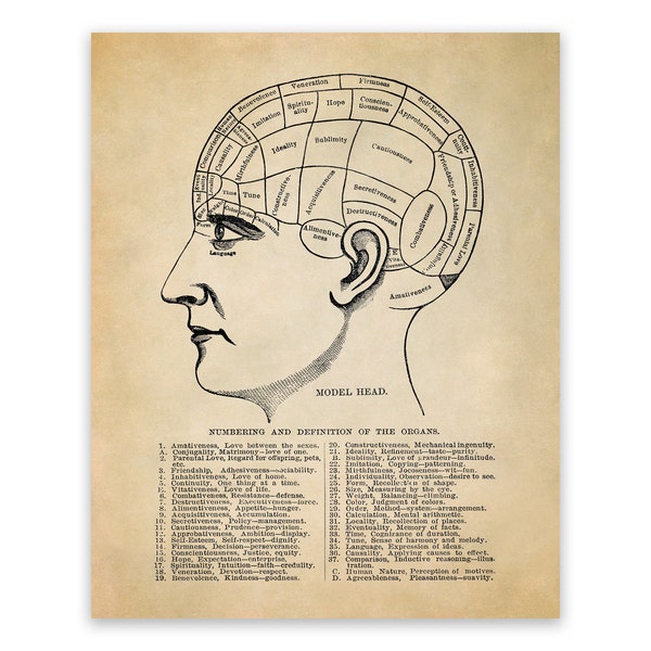Phrenology Chart - Etsy