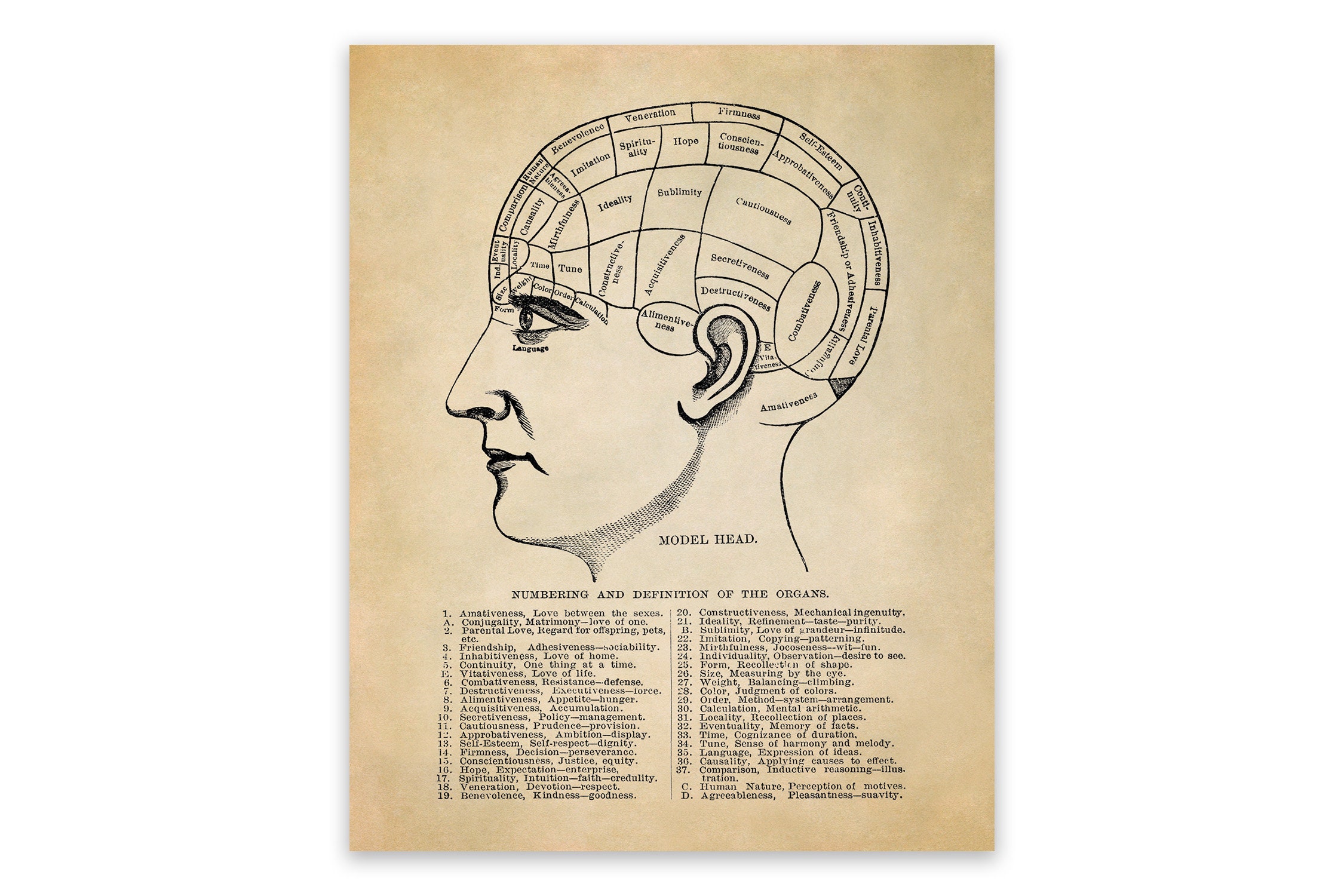 Phrenology Art