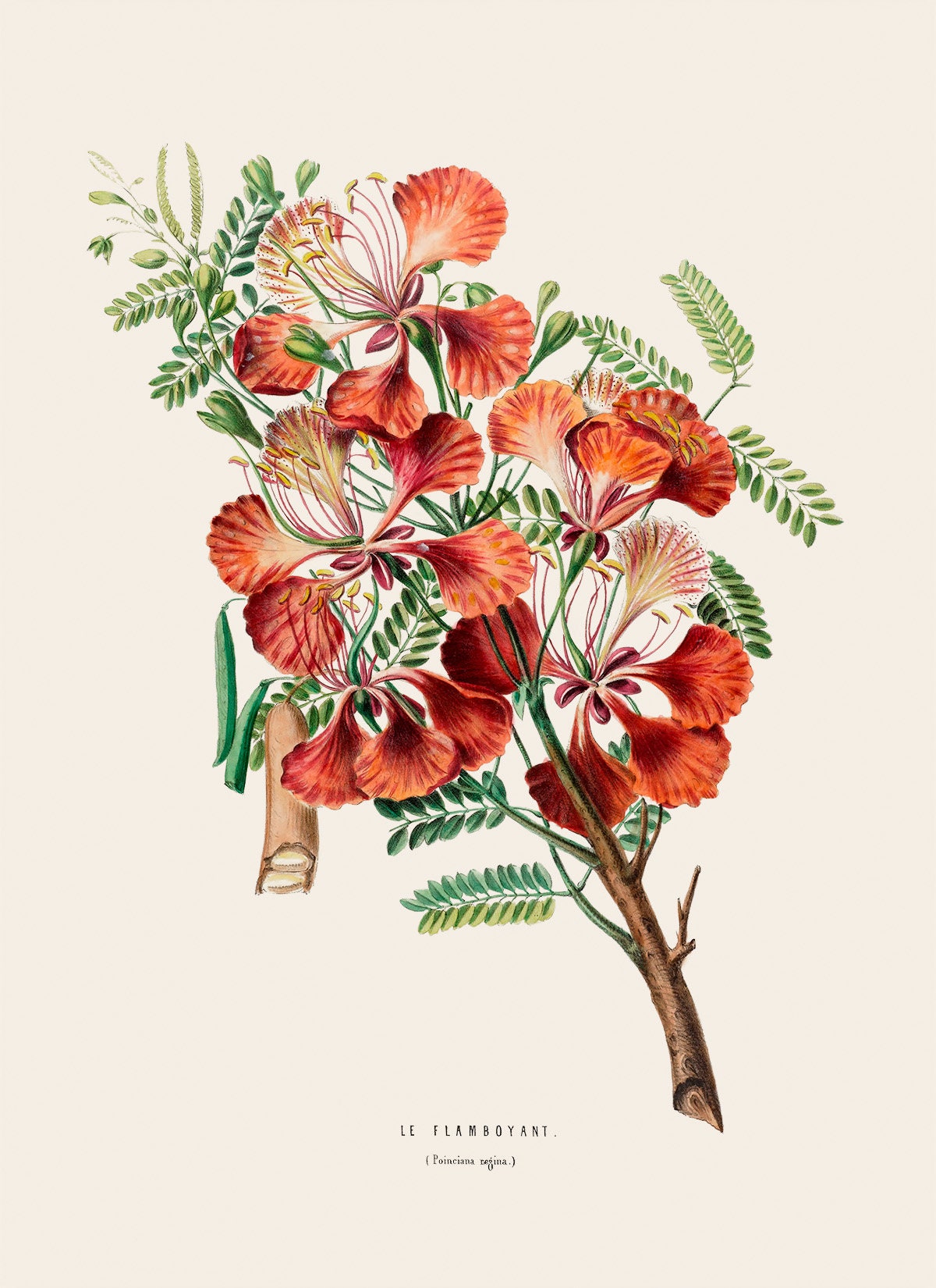 Flamboyant Flower Drawing