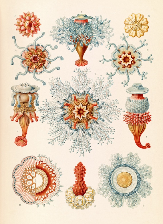 Art & Collectibles Digital Prints Sea Life Bathroom Decor Marine ...