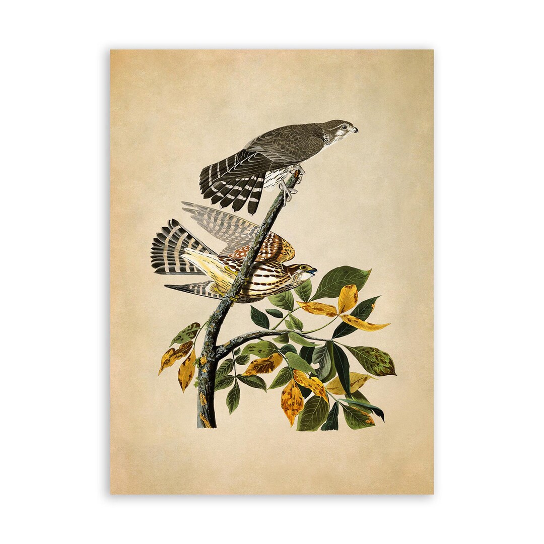 Merlin Falcon Bird Print, Vintage Style Audubon Poster, Birds of ...