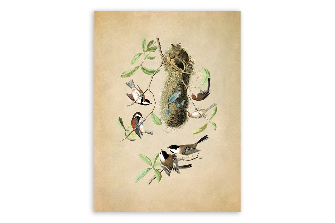 Black Capped Chickadee Bird Print, Vintage Style Audubon Poster, Birds of America Illustration ...