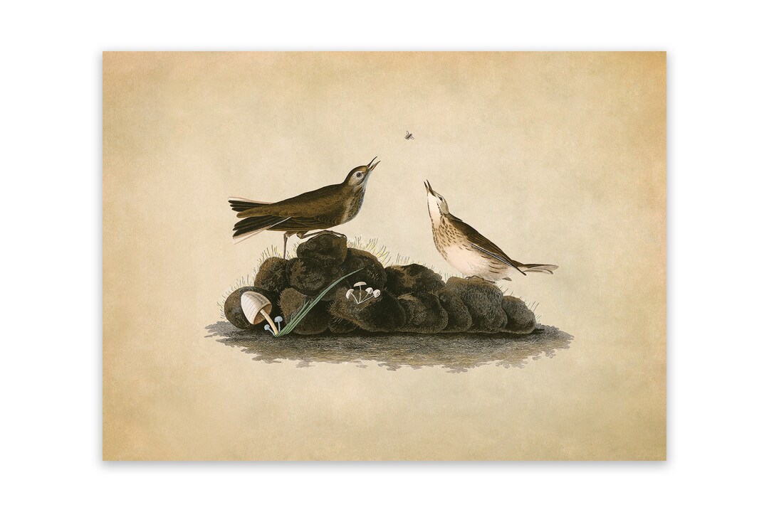 Brown Lark Bird Print, Vintage Style Audubon Poster, Birds of America ...