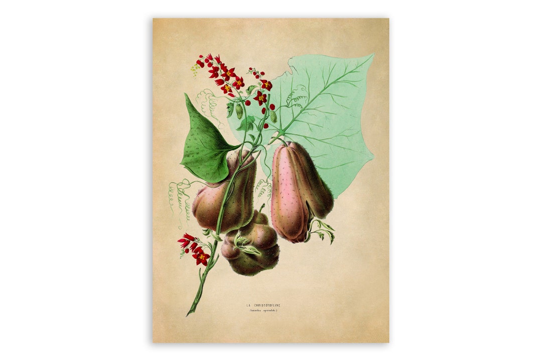 Chayote Fruit Plant Print, Vintage Style Botanical Illustration ...