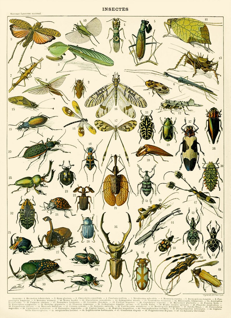 Insect Poster Art Biology Diagram Print Adolphe Millot - Etsy