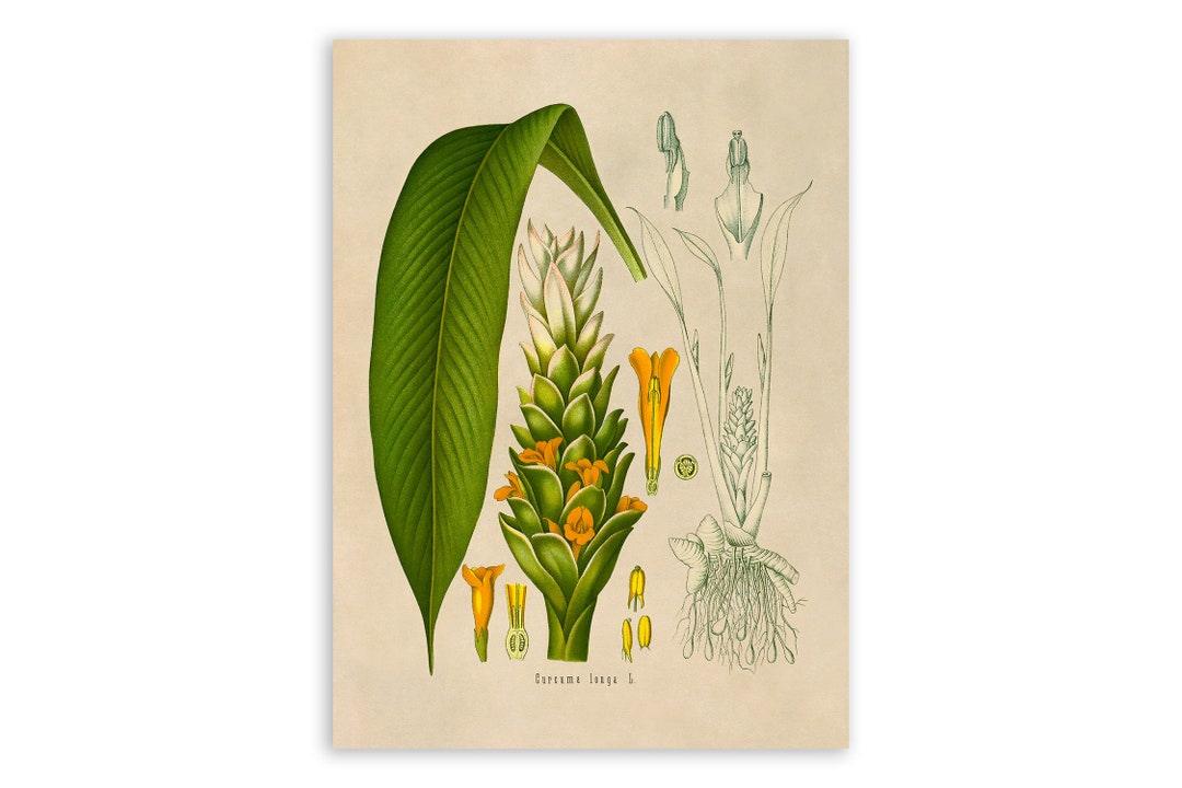 Turmeric Plant Print, Medicinal Plants Botanical Illustration, Vintage ...