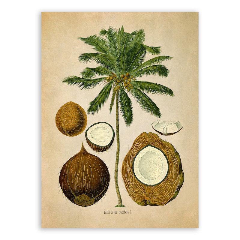 Coconut Print - Etsy