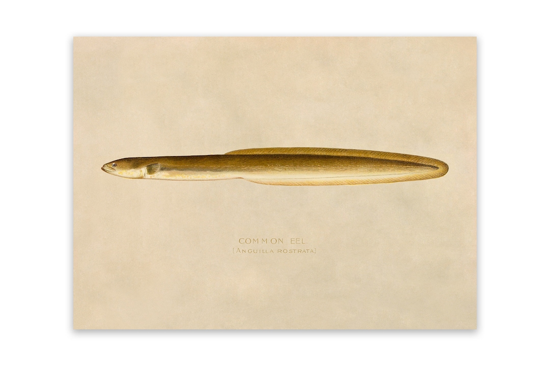 Common American Eel Print, Angler Wildlife Home Decor, Vintage Style ...