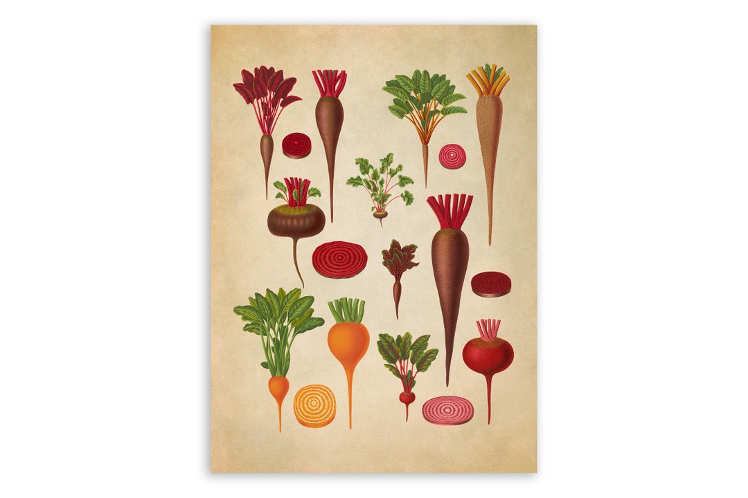 Beet Plant Print, Vegetable Themed Food Art, Premium Vintage Style ...