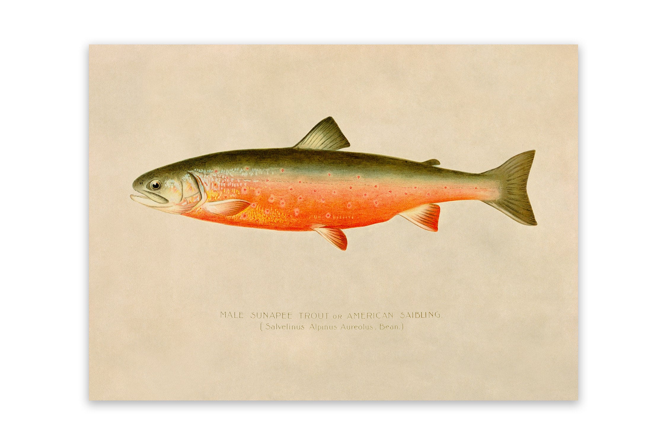 Sunapee Golden Trout