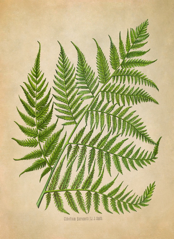 Botanical Drawings Ferns Fern Print | Wall Art | Botanical Pencil