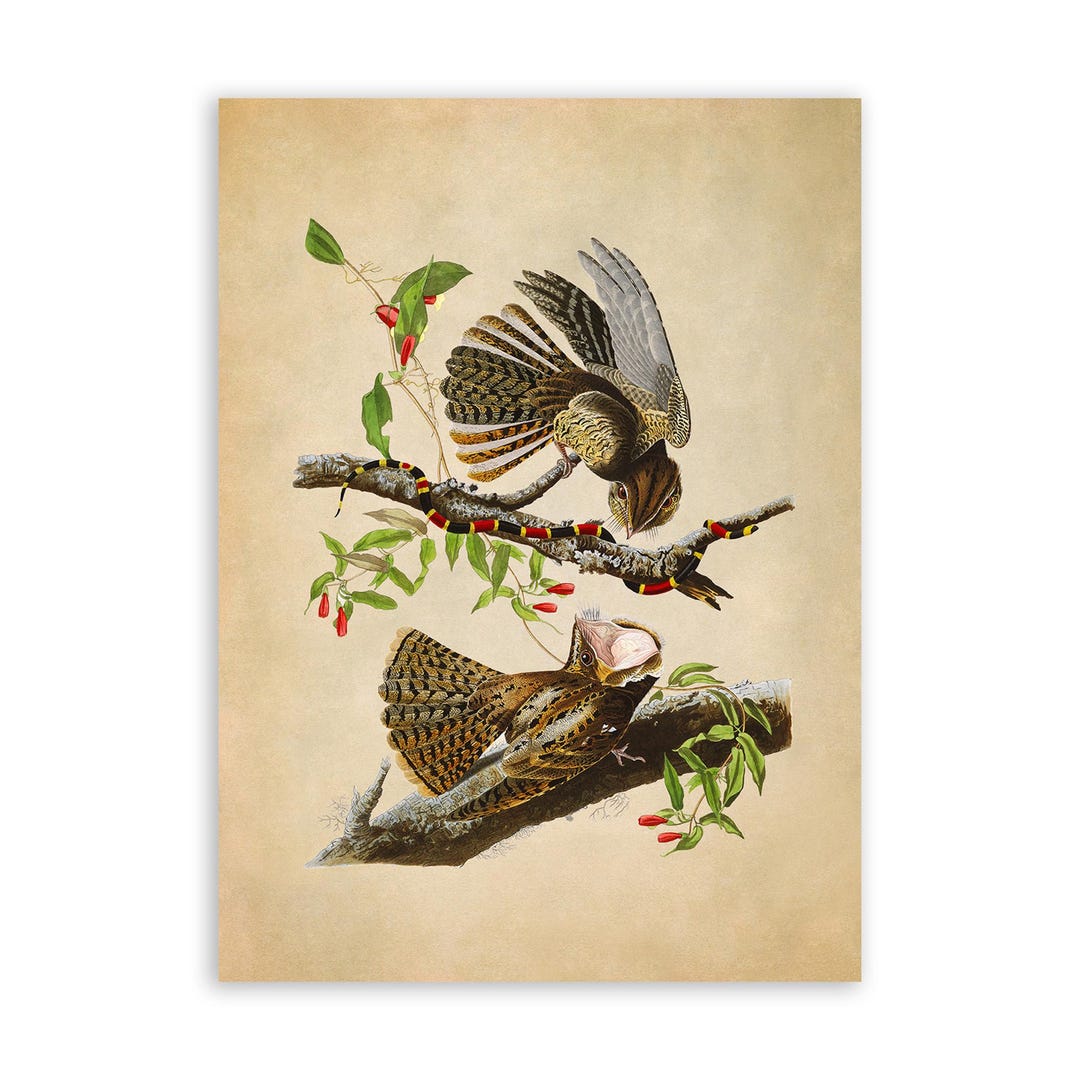 Chuck Will's Widow Bird Print, Vintage Style Audubon Poster, Birds of ...