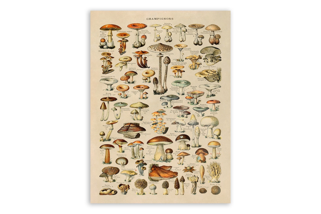 Mushroom Species Print, Vintage Style Mushrooms Illustration, Adolphe ...