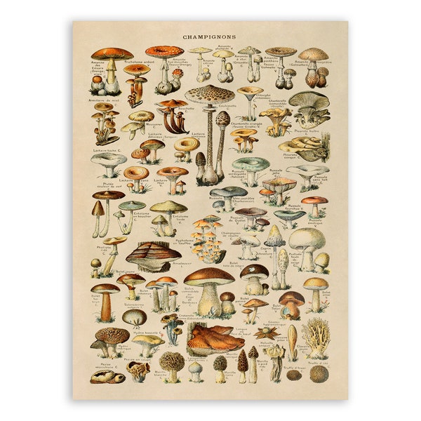 Mushroom Poster - Etsy