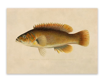 Bergall Fish - Etsy