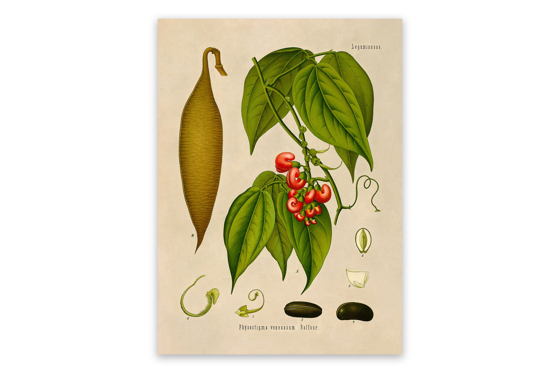 Bean Plant Drawing