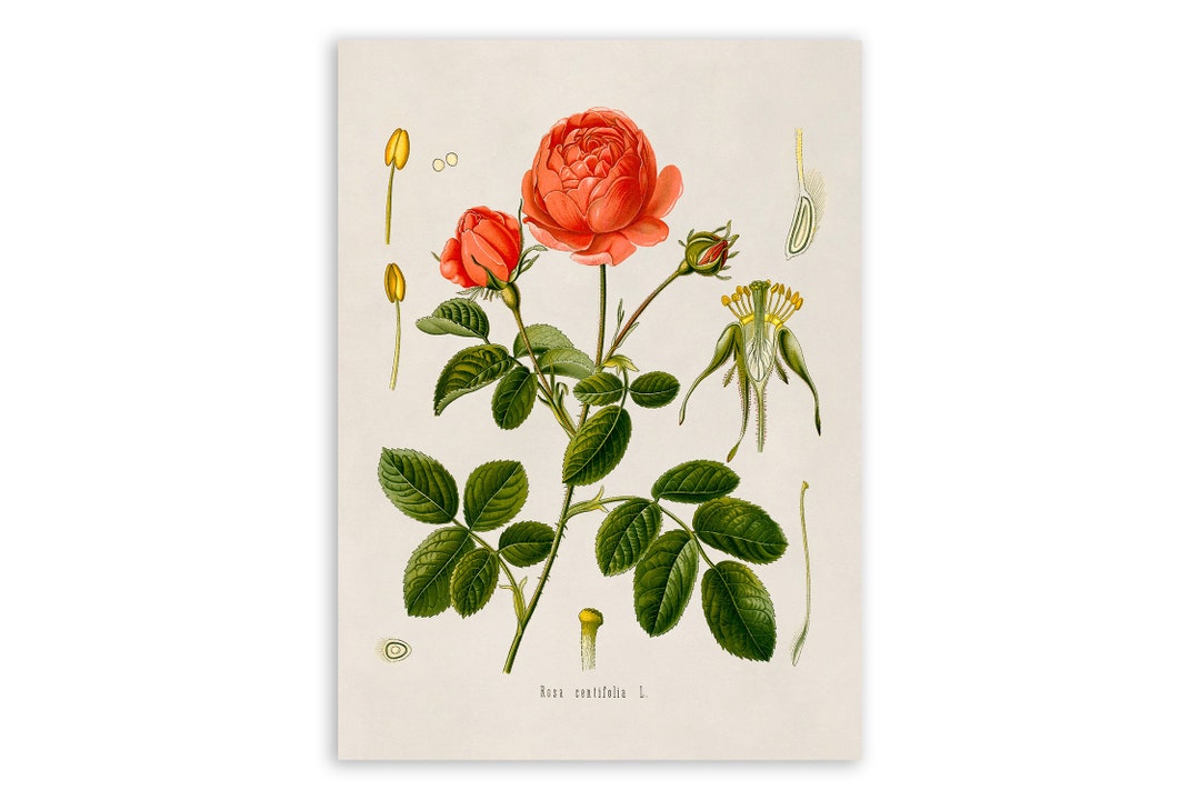Provence Rose Flower Plant Print, Medicinal Plants Botanical ...