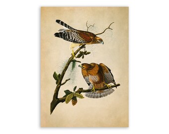 Audubon Swallow-tailed Hawk Art Print, Hawk and Snake, Vintage Bird of ...