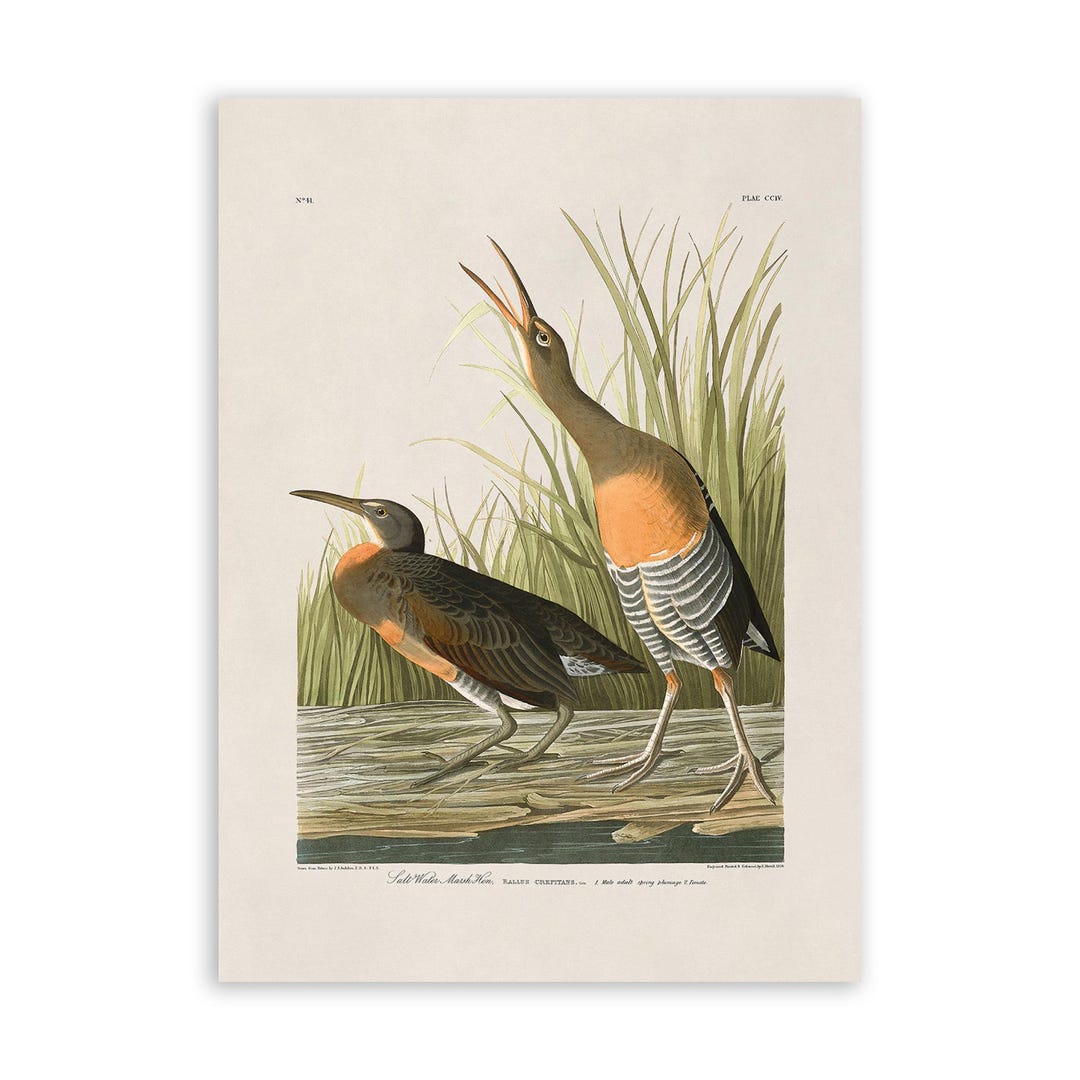 Clapper Rail Bird Print, Vintage Style Coastal Audubon Poster, Birds of ...
