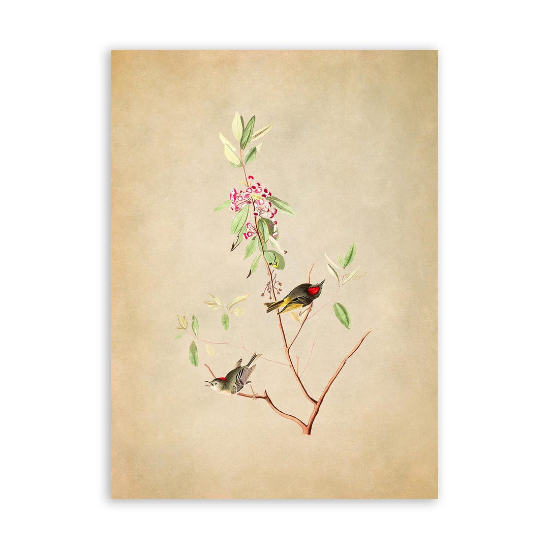 Ruby Crowned Wren Bird Print, Vintage Style Audubon Poster, Birds of ...
