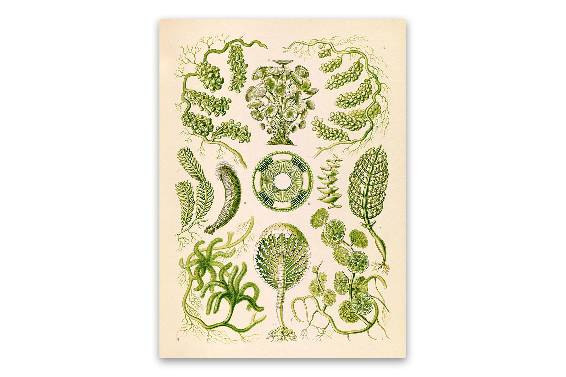 Seaweed Scientific Illustration Botanical Seaweed Illustration Hi Res