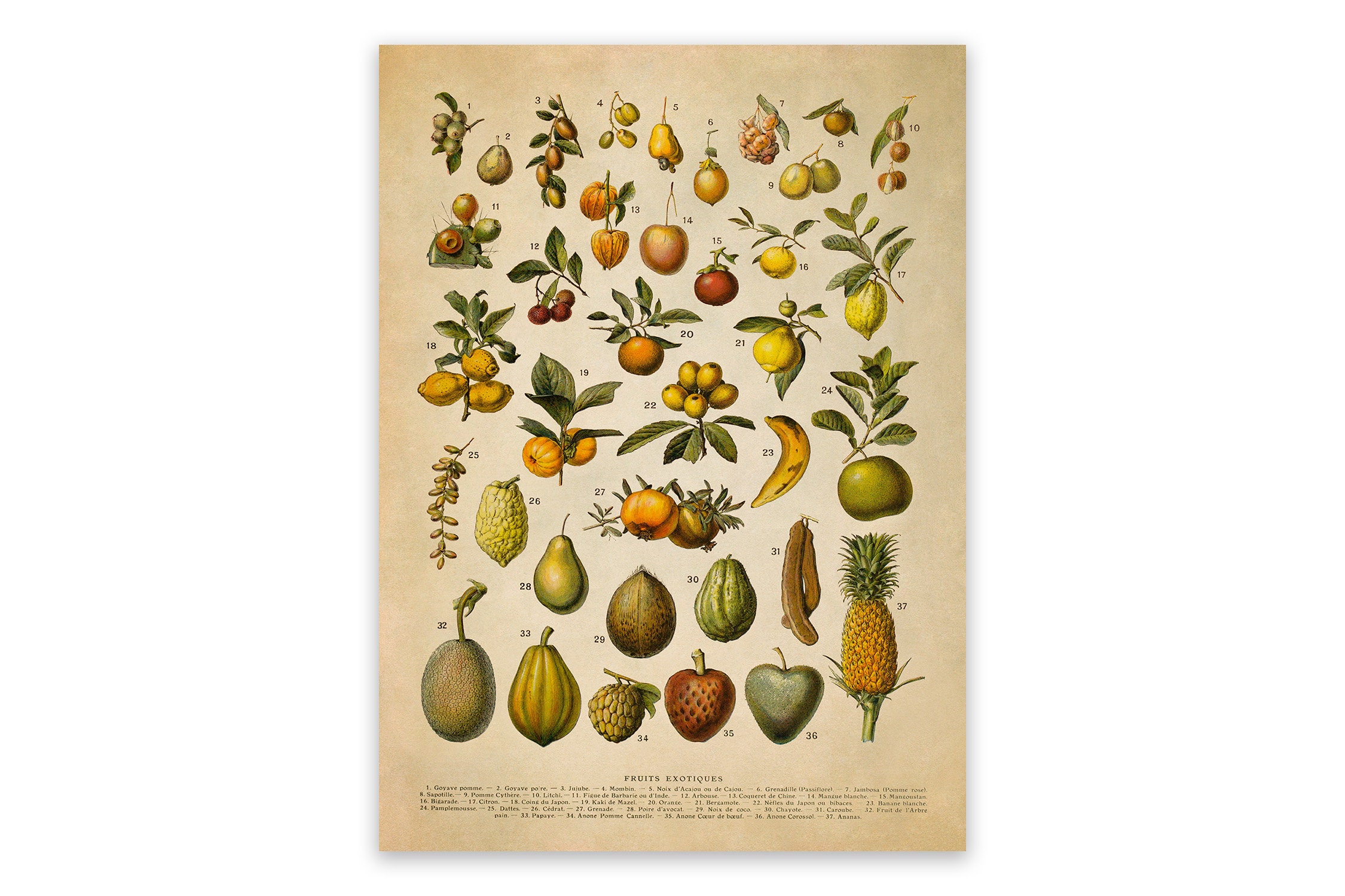 Botanical Illustration Fruit