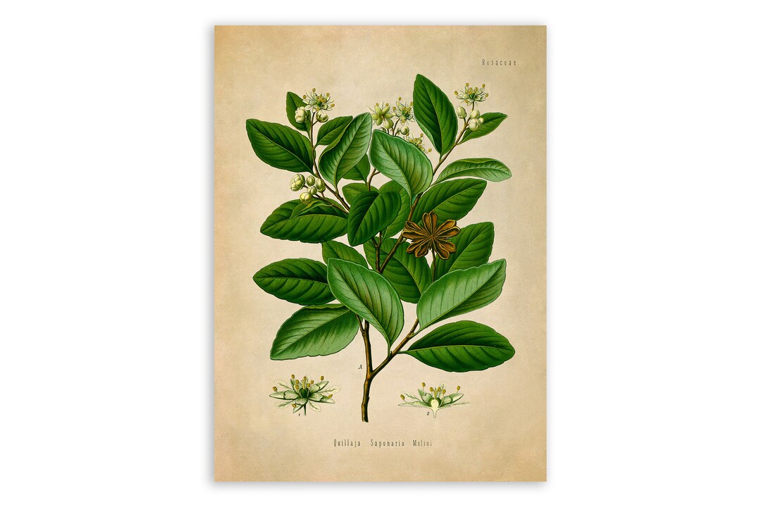 Soap Bark Tree Plant Print Medicinal Plants Botanical - Etsy