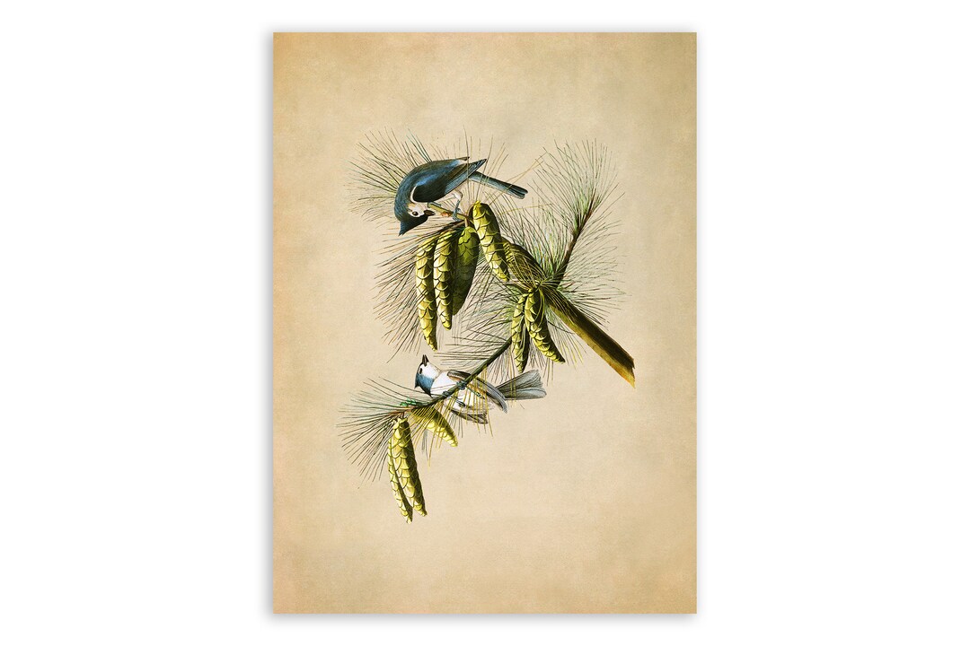 Tufted Titmouse Bird Print Vintage Style Audubon Poster - Etsy