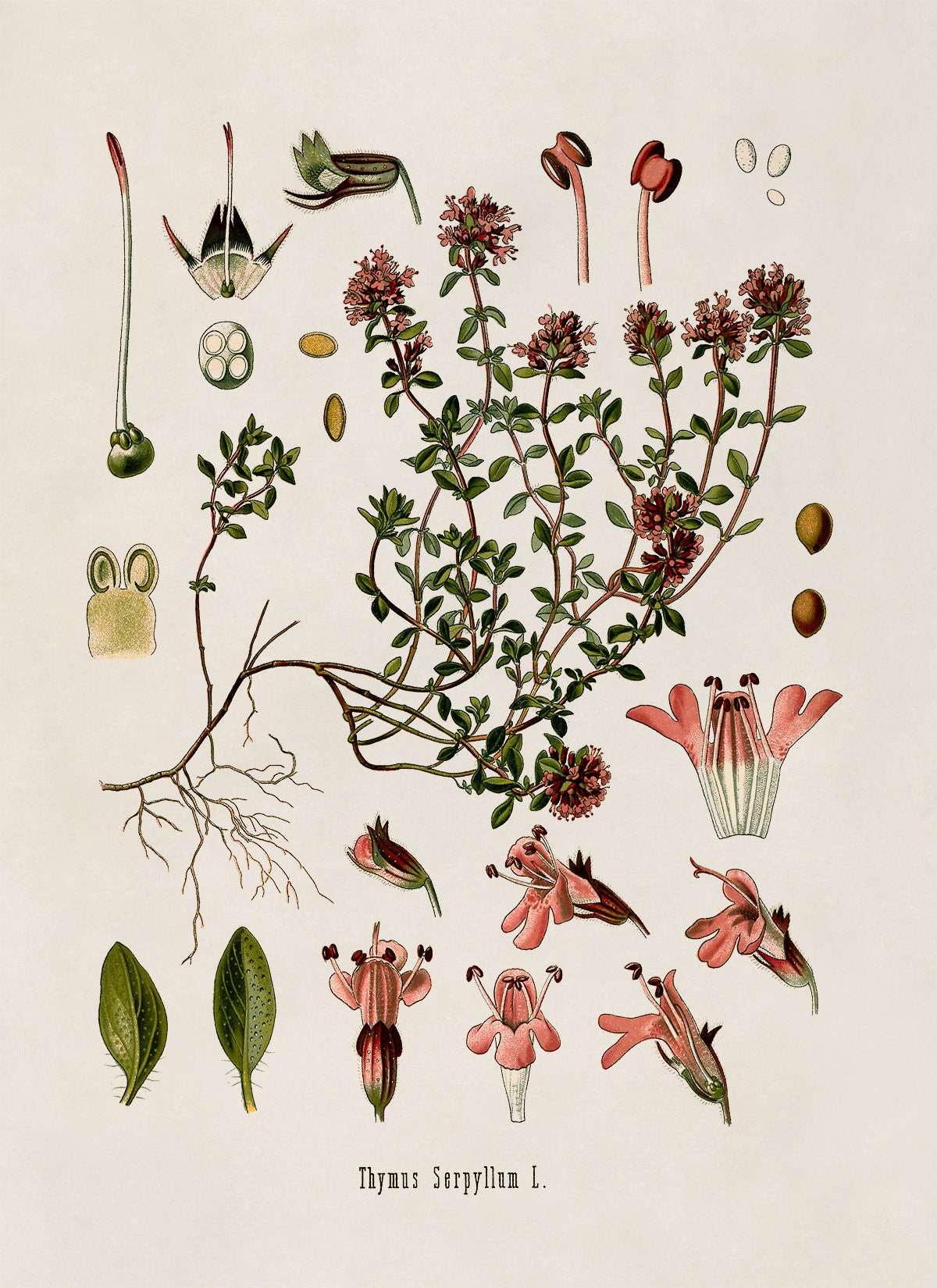 Thymus Plant Drawing