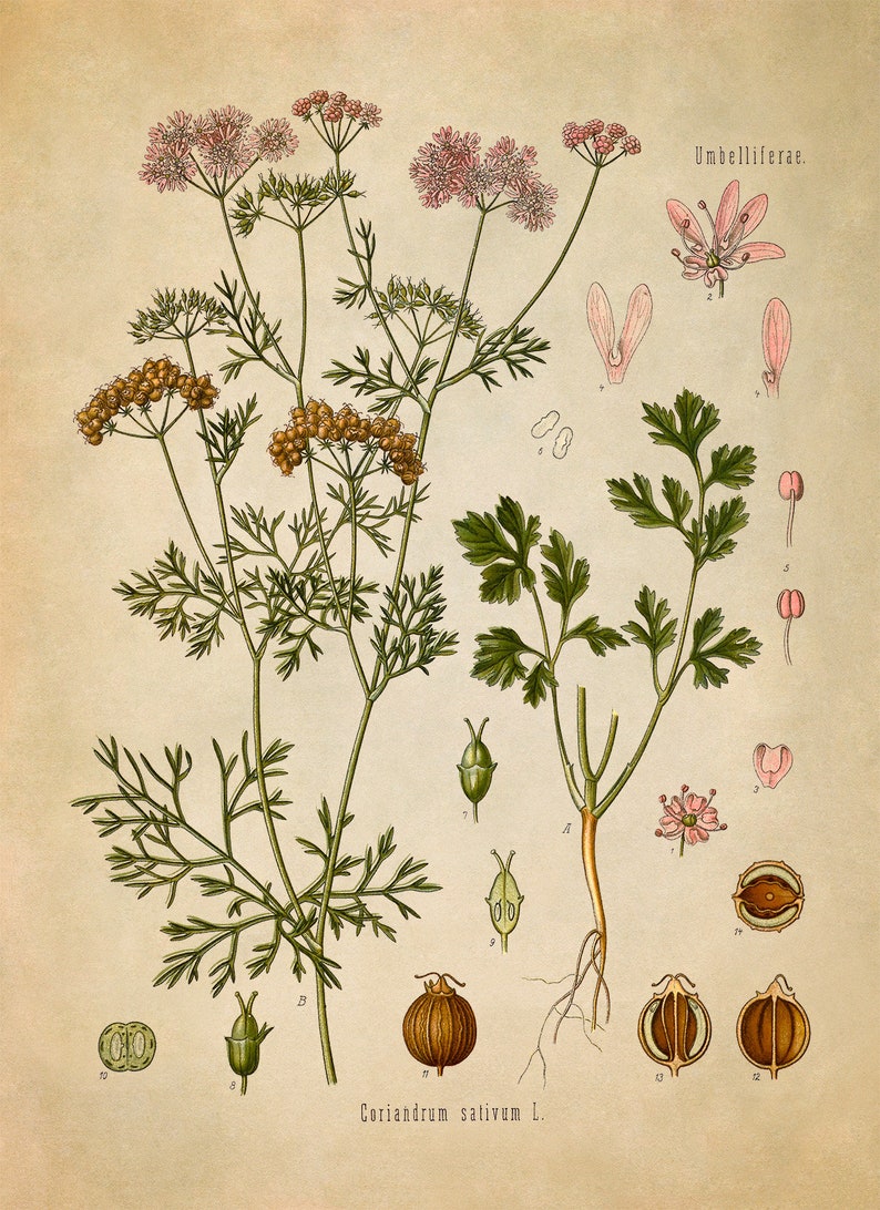 Cilantro Plant Print Medicinal Plants Botanical Illustration - Etsy