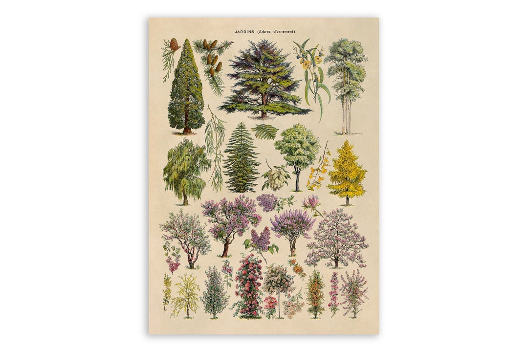 Ornamental Trees Chart, Scientific Botany Illustration, AM75 - Etsy
