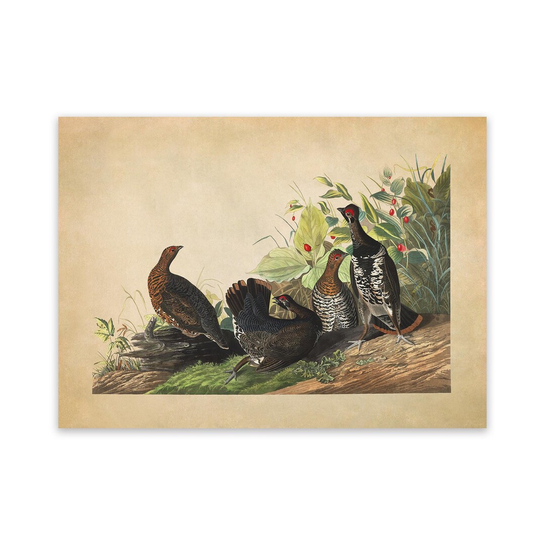 Spruce Grouse Bird Print, Vintage Style Audubon Poster, Birds of ...