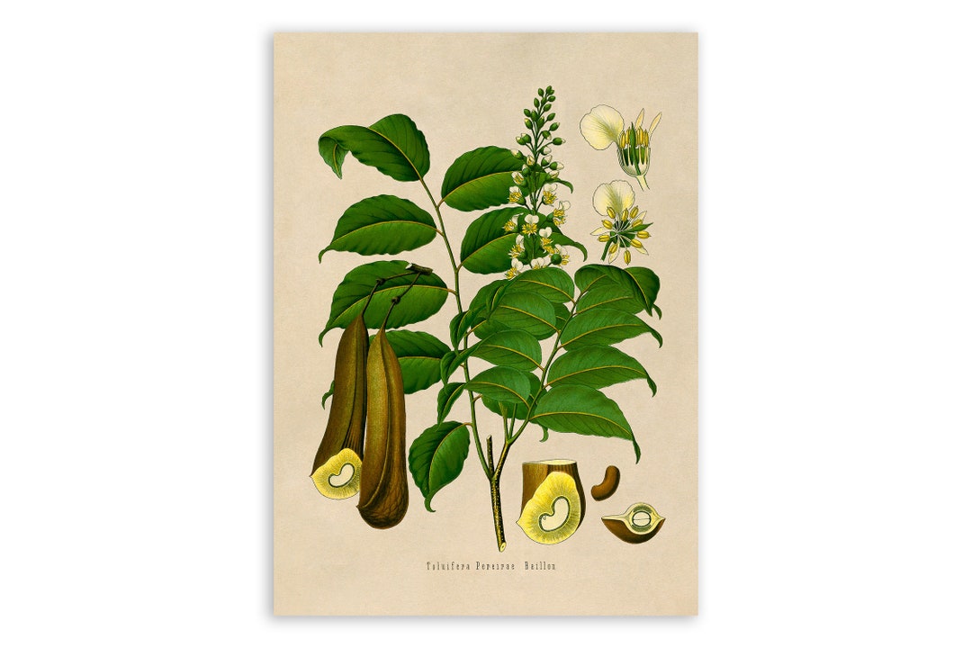 Peru Balsam Tree Plant Print, Medicinal Plants Botanical Illustration ...