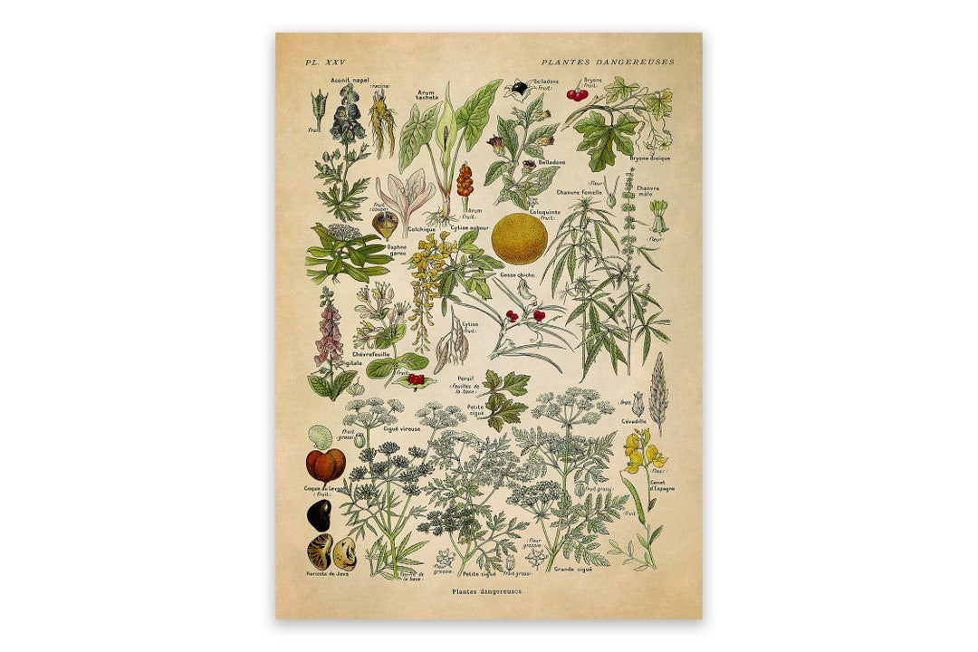 Dangerous Poisonous Plants Species Variety Chart Scientific - Etsy