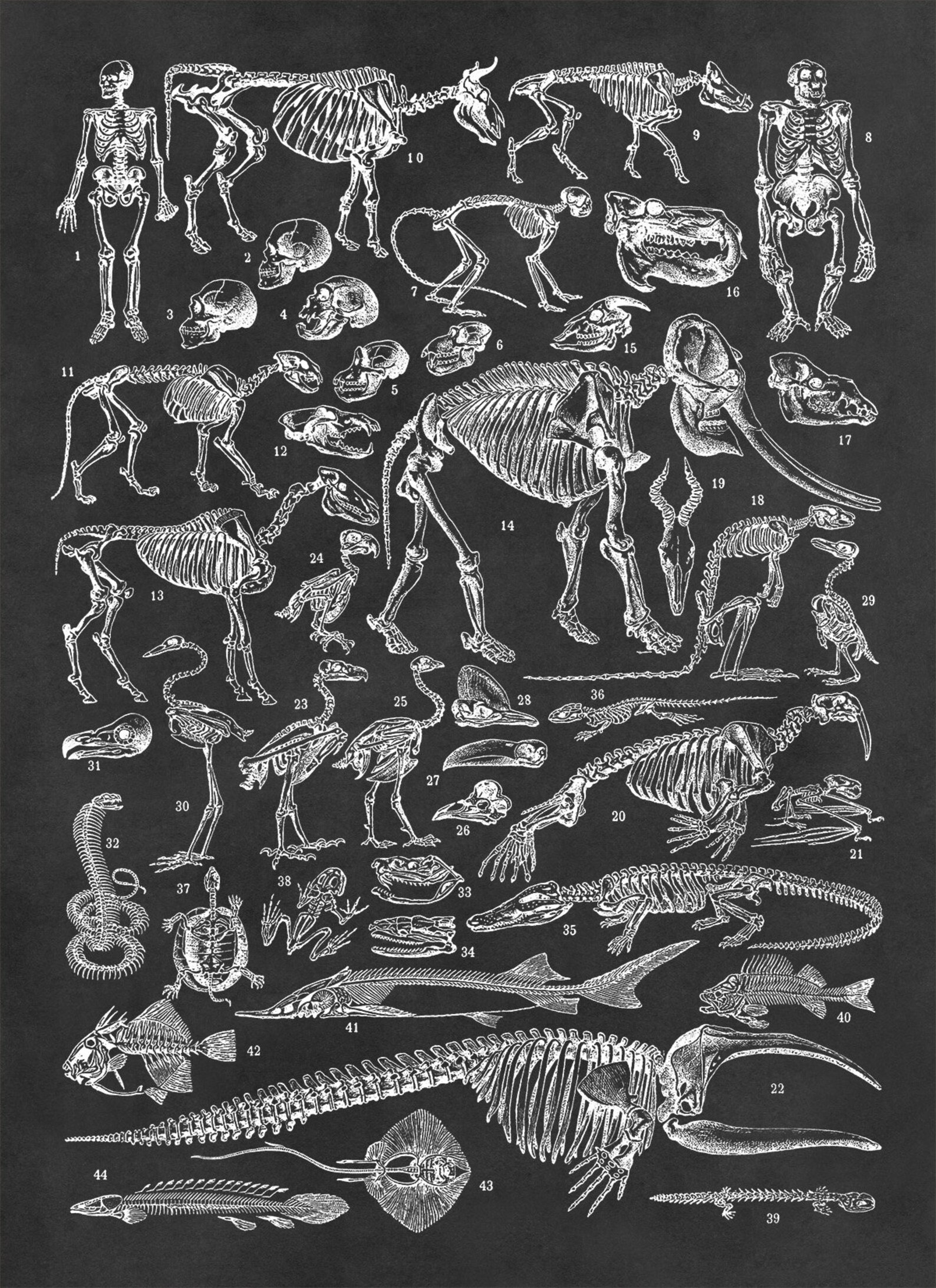 Fossil Print Vintage Style Paleontology Illustration Fossils - Etsy