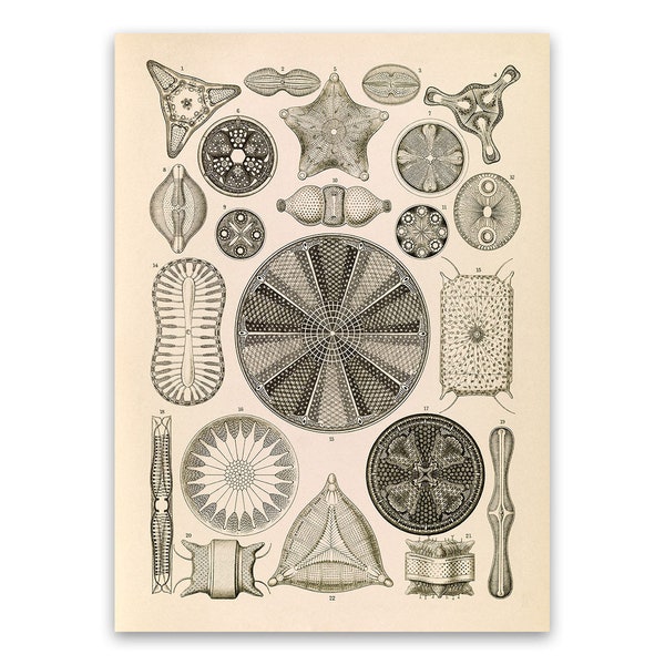 Haeckel Illustration - Etsy