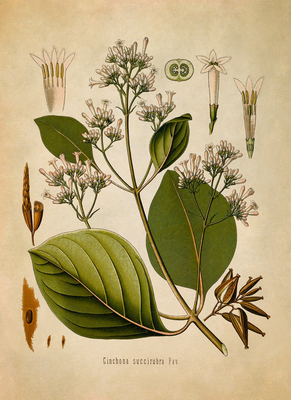 Cinchona Officinalis Plant
