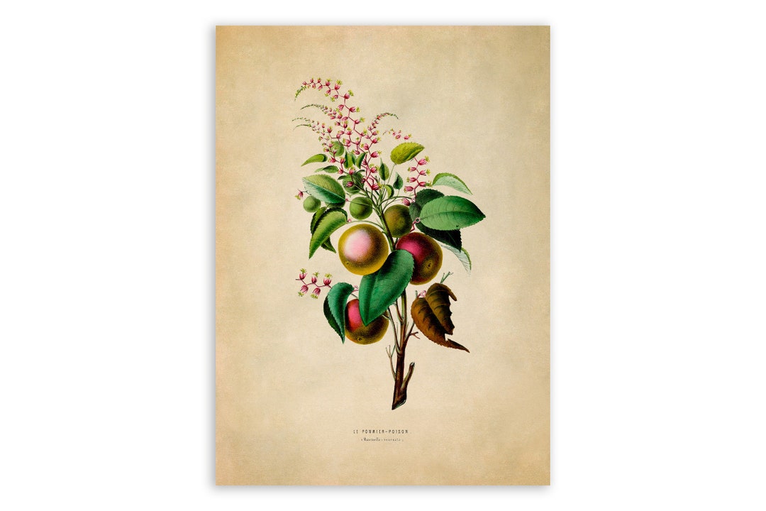 Manchineel Poison Tree Print, Vintage Botanical Art, FDA74 - Etsy