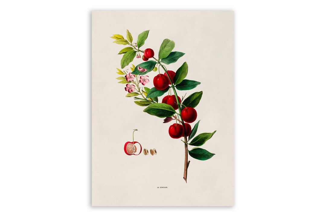 Cherry Tree Print, Vintage Style Botanical Illustration, Premium ...