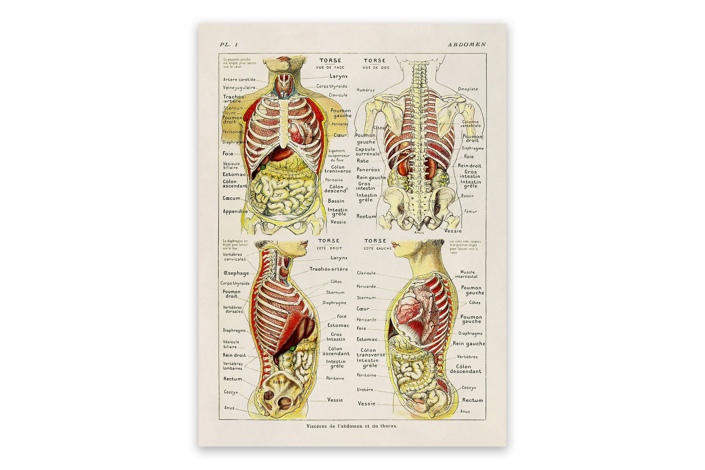 Human Abdomen Anatomy Chart Print, Scientific Illustration, 3 Color ...